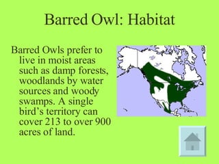 Owls Power Point | PPT