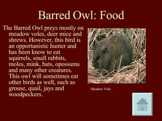 Owls Power Point | PPT