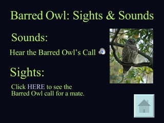 Owls Power Point | PPT