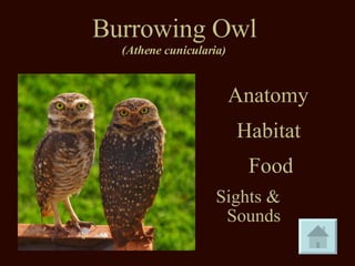 Owls Power Point | PPT