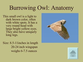 Owls Power Point | PPT