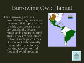 OWL Non-linear PP | PPT