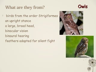Owls behavior | PPT