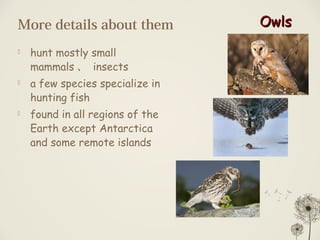 Owls behavior | PPT