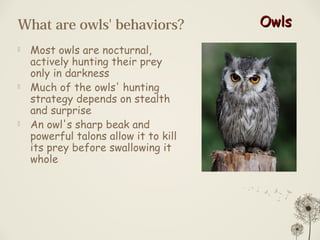 Owls behavior | PPT