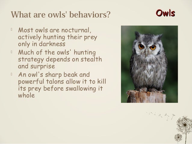 Owls behavior