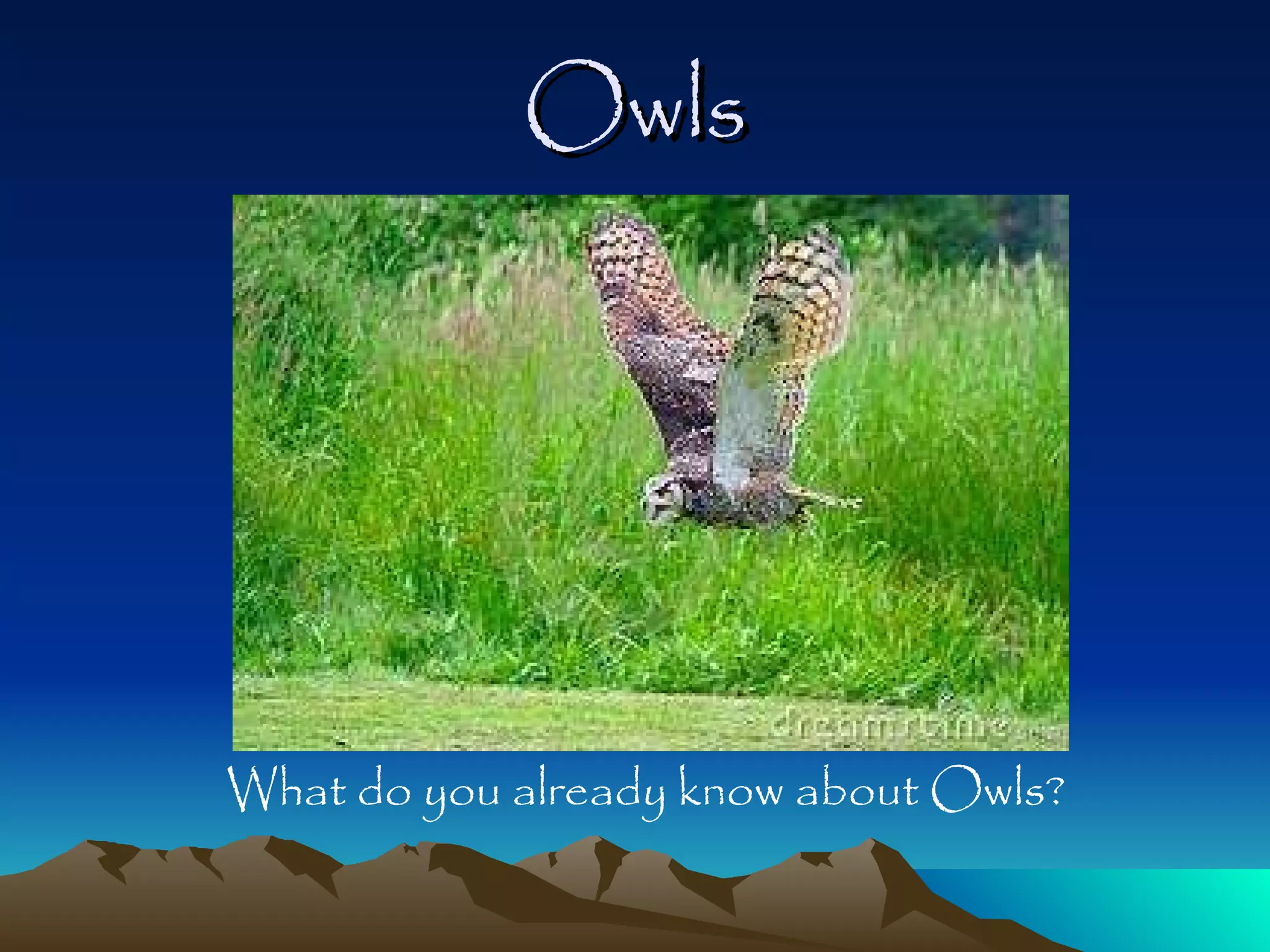 Owls Power Point | PPT