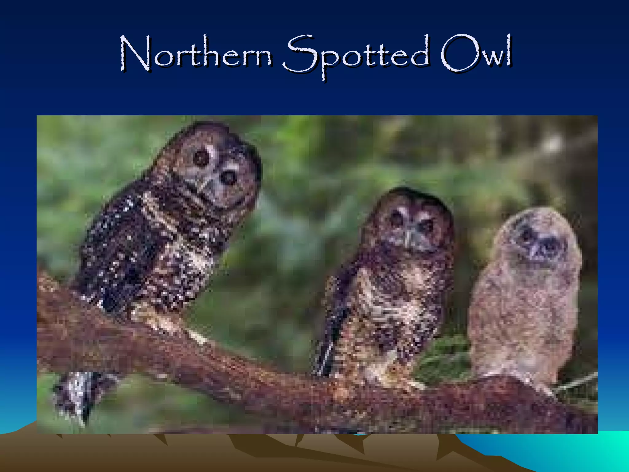 Owls Power Point | PPT