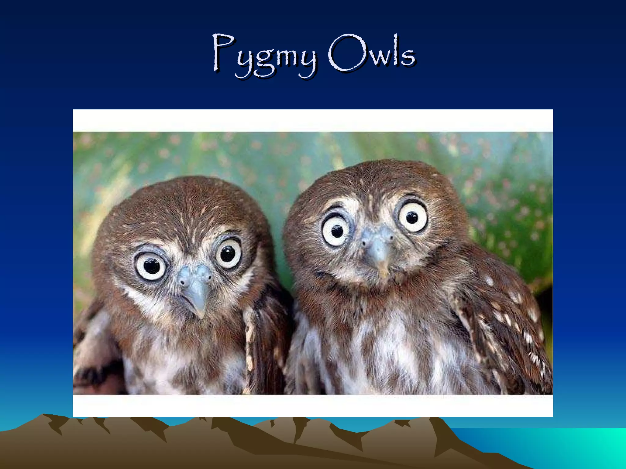 Owls Power Point | PPT