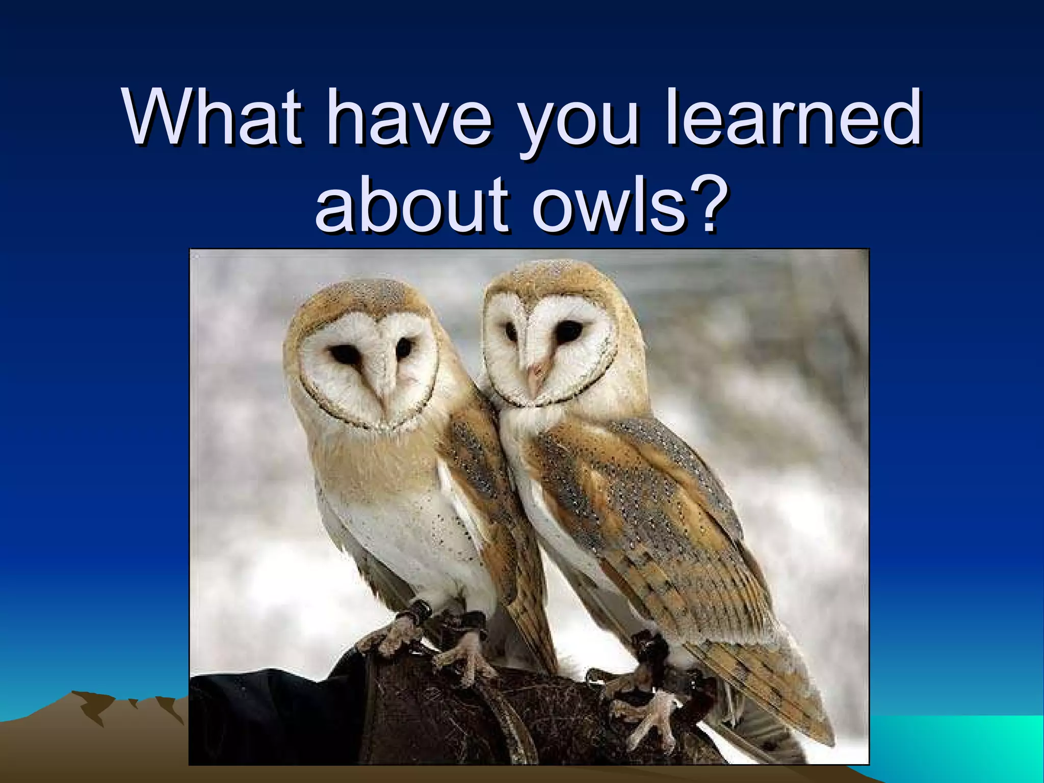 Owls Power Point | PPT