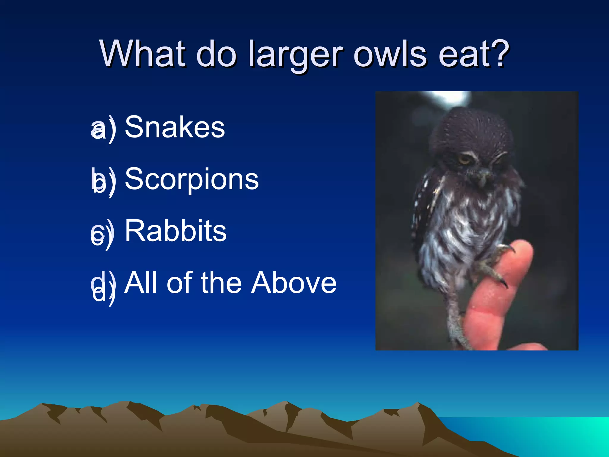 Owls Power Point | PPT