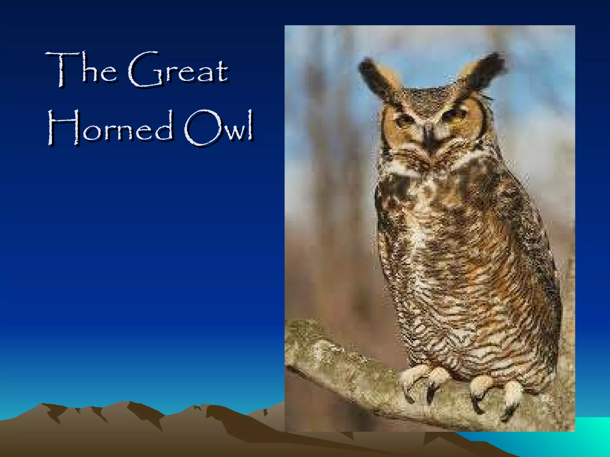 Owls Power Point | PPT