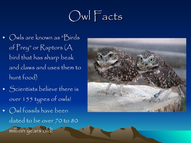 Owls Power Point | PPT