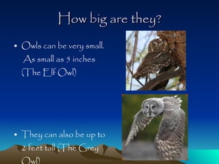 Owls Power Point | PPT