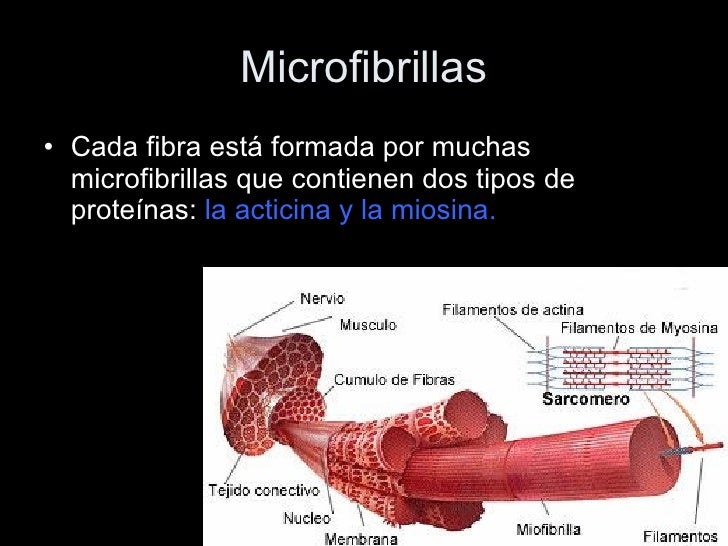 Conocer Ciencia - Cuerpo Humano 3 (Sistema muscular - Sistema inmunol…