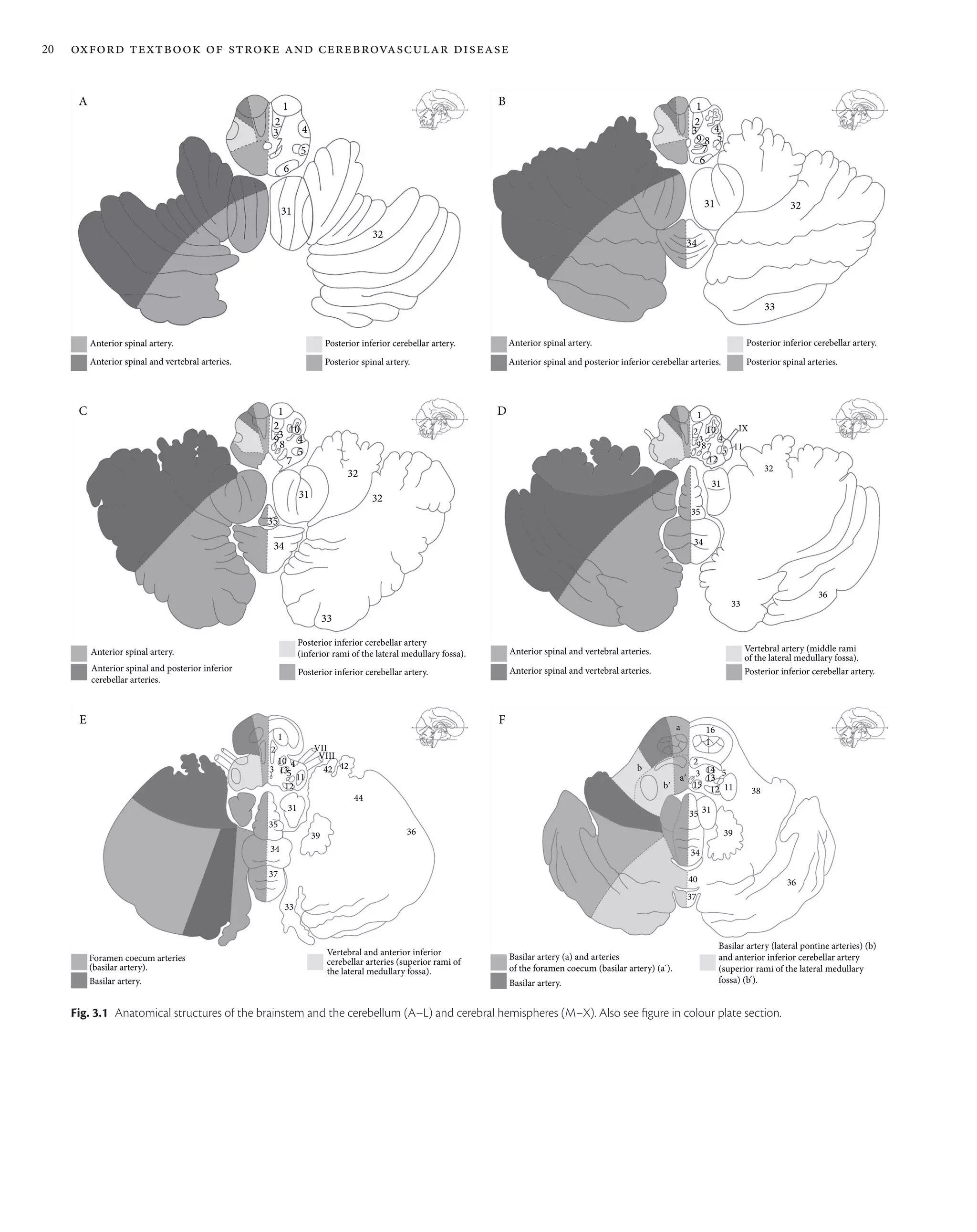 Oxford textbook of stroke and cerebrovascular disease ( PDFDrive ).pdf