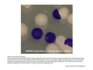 oxidase-test ppt for university BS MLT students | PPT