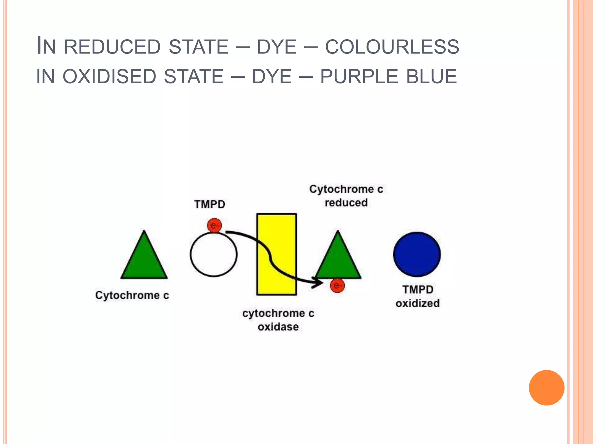 Oxidase test | PPTX
