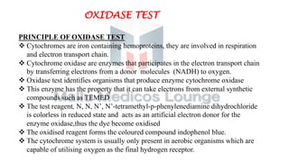 Oxidase Test Microbiology | PDF