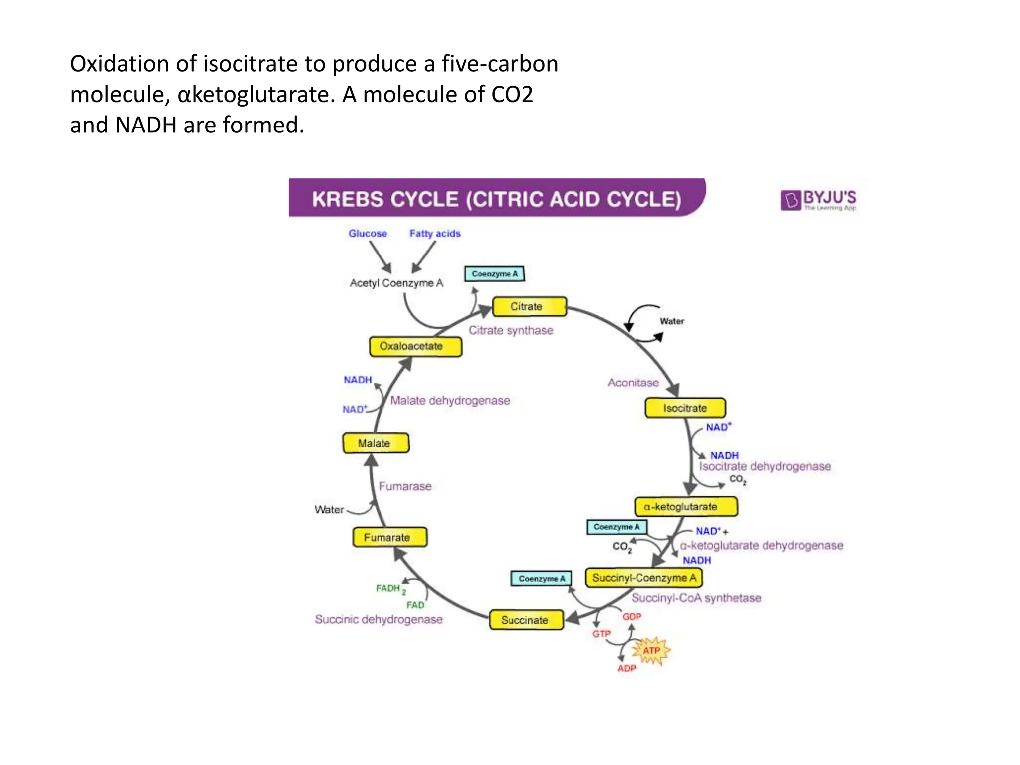Oxidation-of-Pyruvate-Kreb-Cycle.pptx
