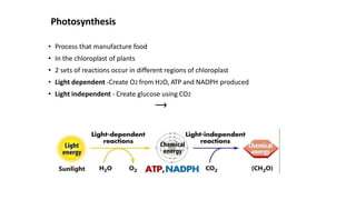 oxidation and reduction reaction in living system.pptx
