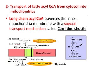 β Oxidation of fatty acid | PPTX