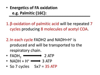 Beta Oxidation Atp