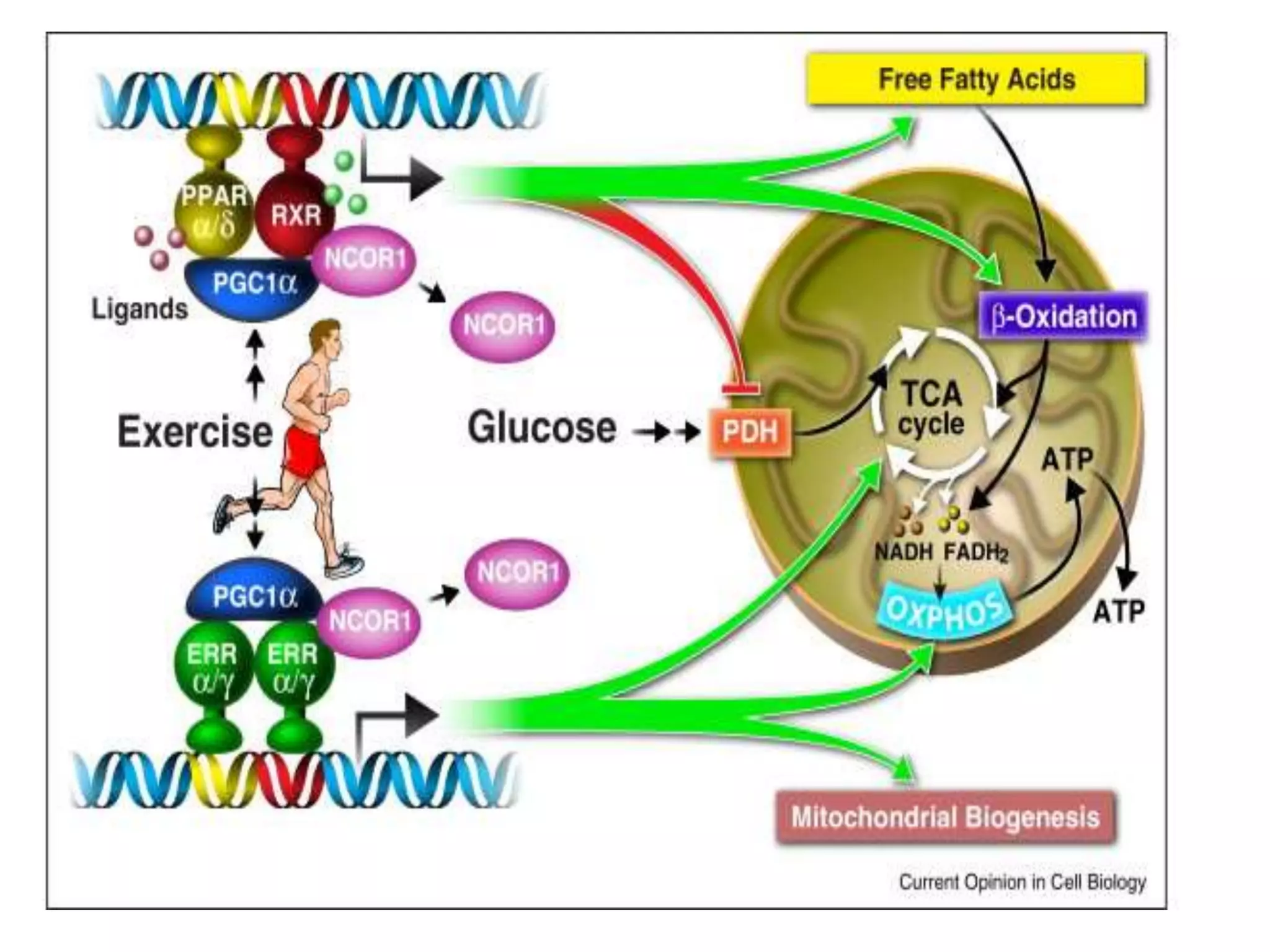 Oxidation of fatty acid | PPT