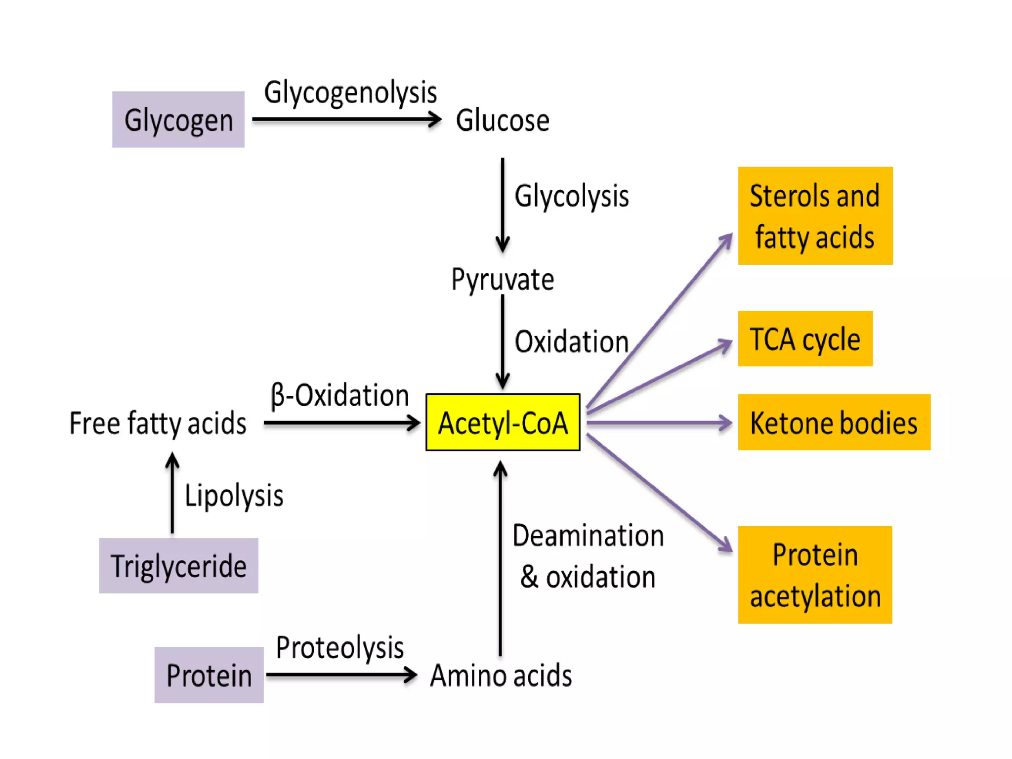 Oxidation of fatty acid | PPT