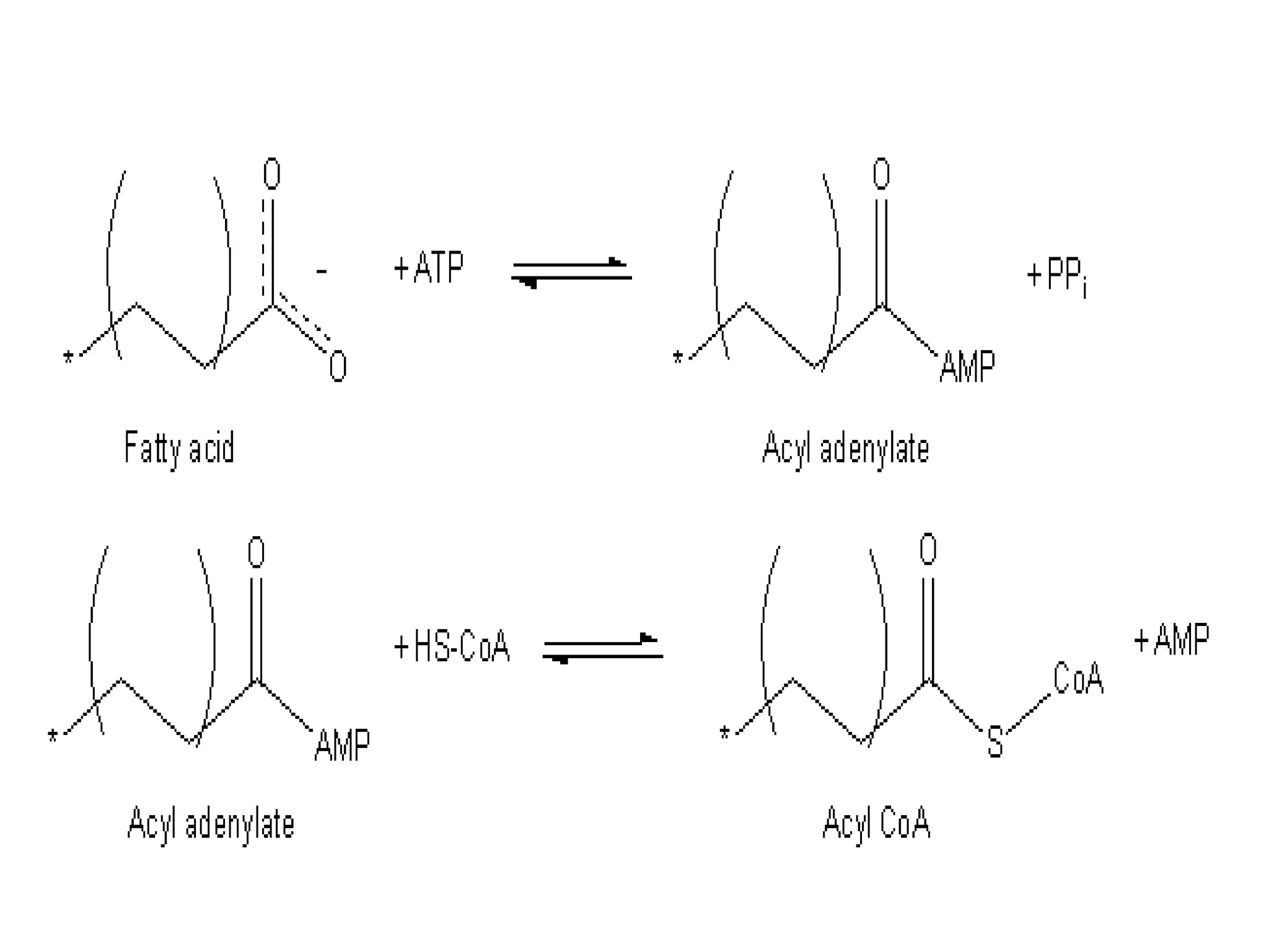 Oxidation of fatty acid | PPT