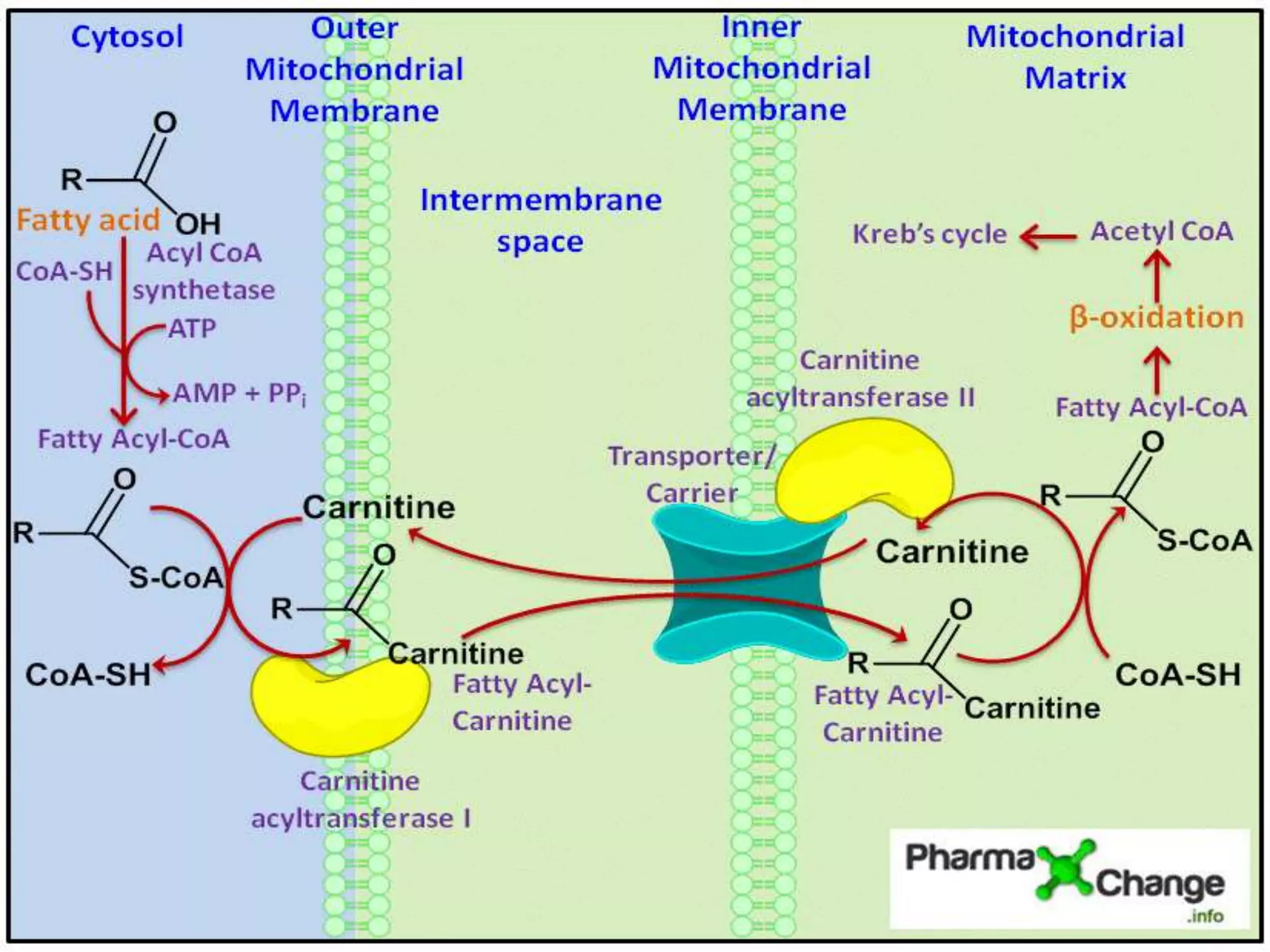 Oxidation of fatty acid | PPT