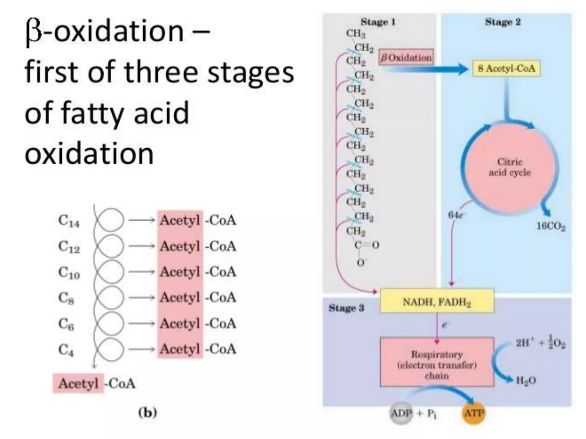 Oxidation of fatty acid | PPT