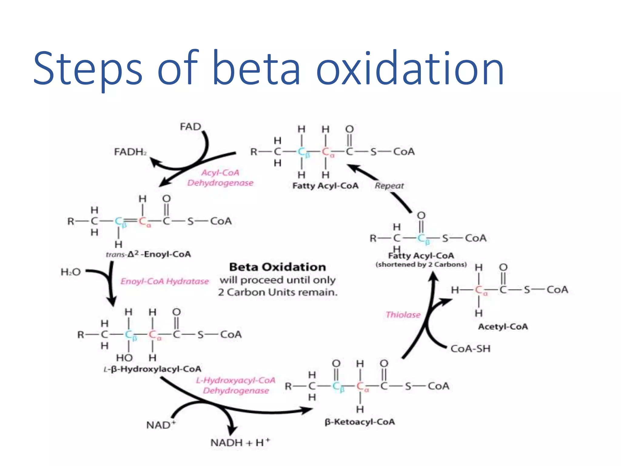Oxidation of fatty acid | PPT