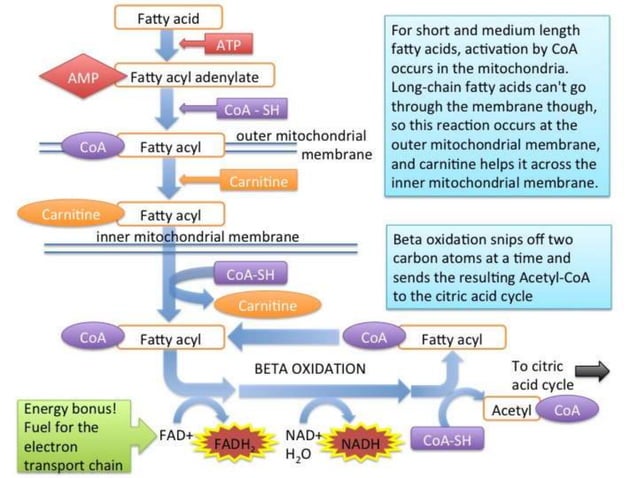 Oxidation of fatty acid | PPT