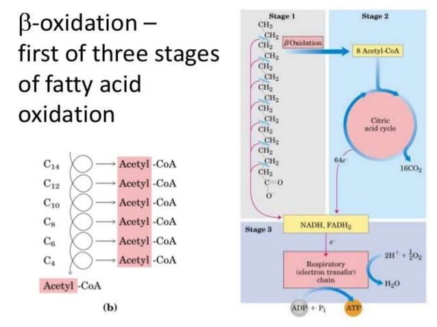 Oxidation of fatty acid | PPT