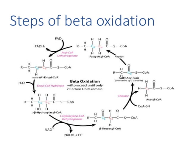 Oxidation of fatty acid | PPT