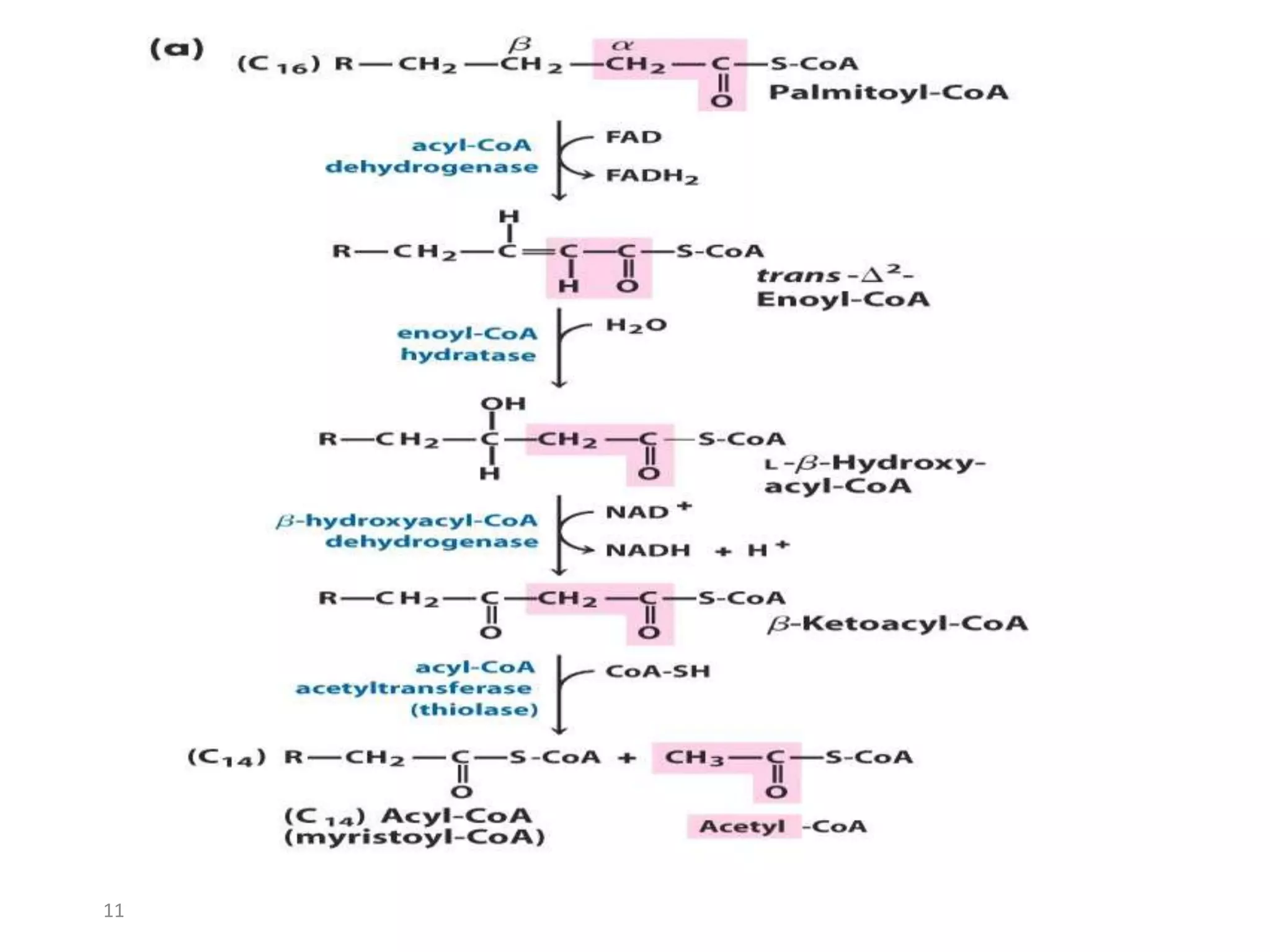 Oxidation of fatty acid | PPT