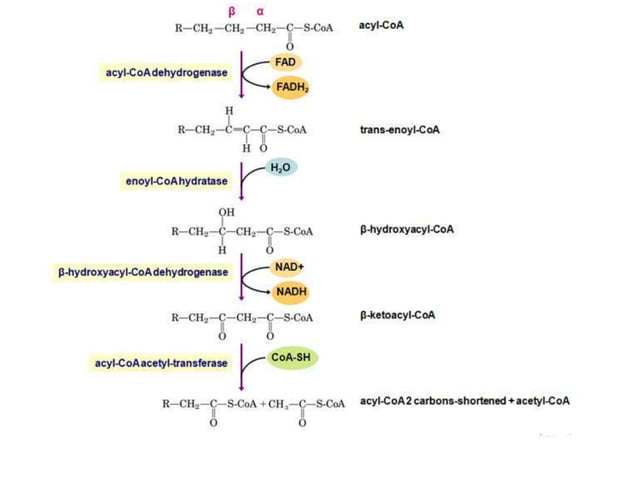 Oxidation of fatty acid | PPT