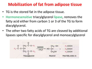 Oxidation of fatty acid | PPT