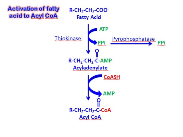 Oxidation of fatty acid | PPT