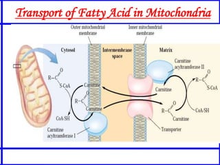 Oxidation of fatty acid | PPT