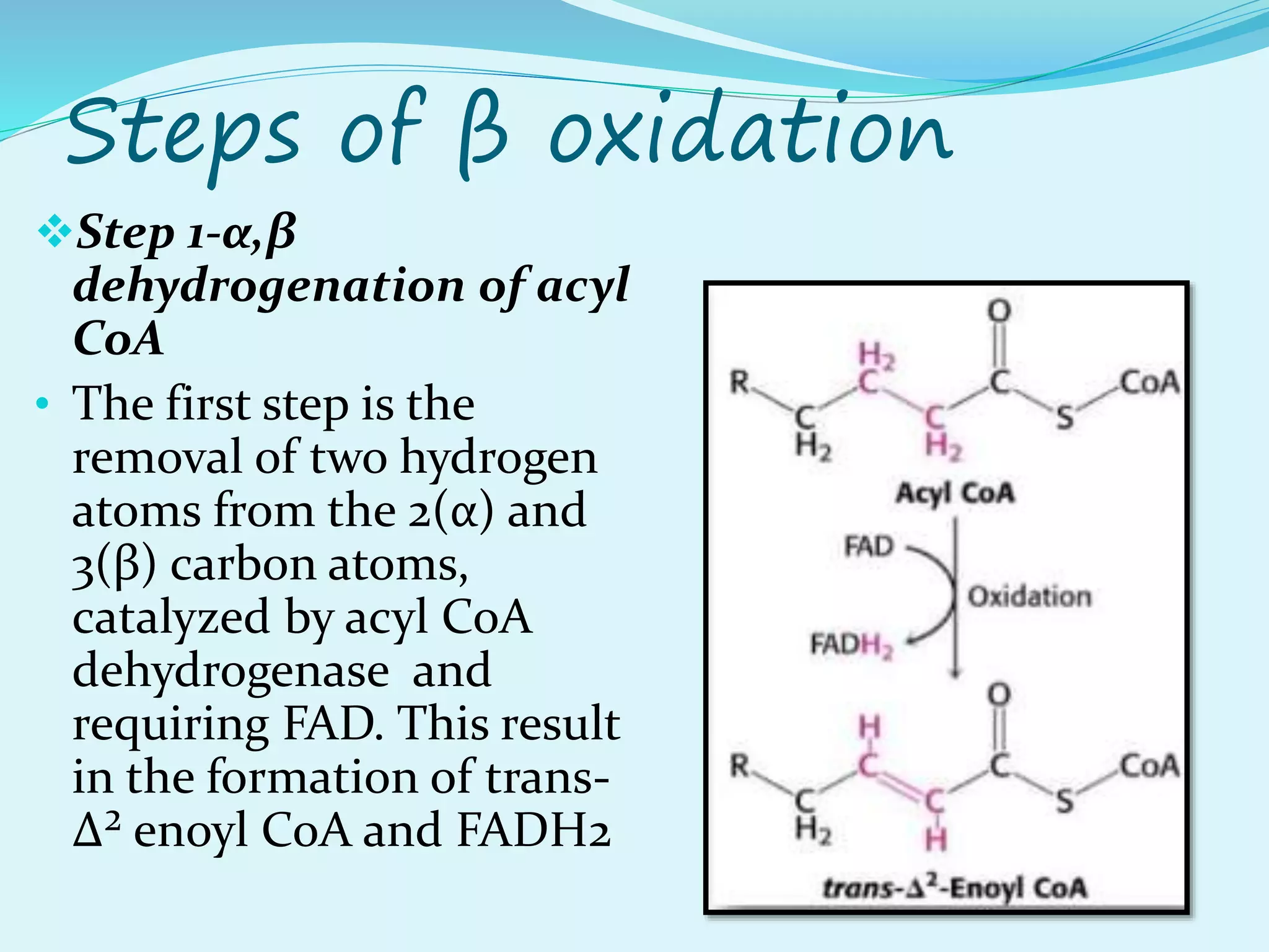 Oxidation of fatty acids | PPTX | Chemistry | Science