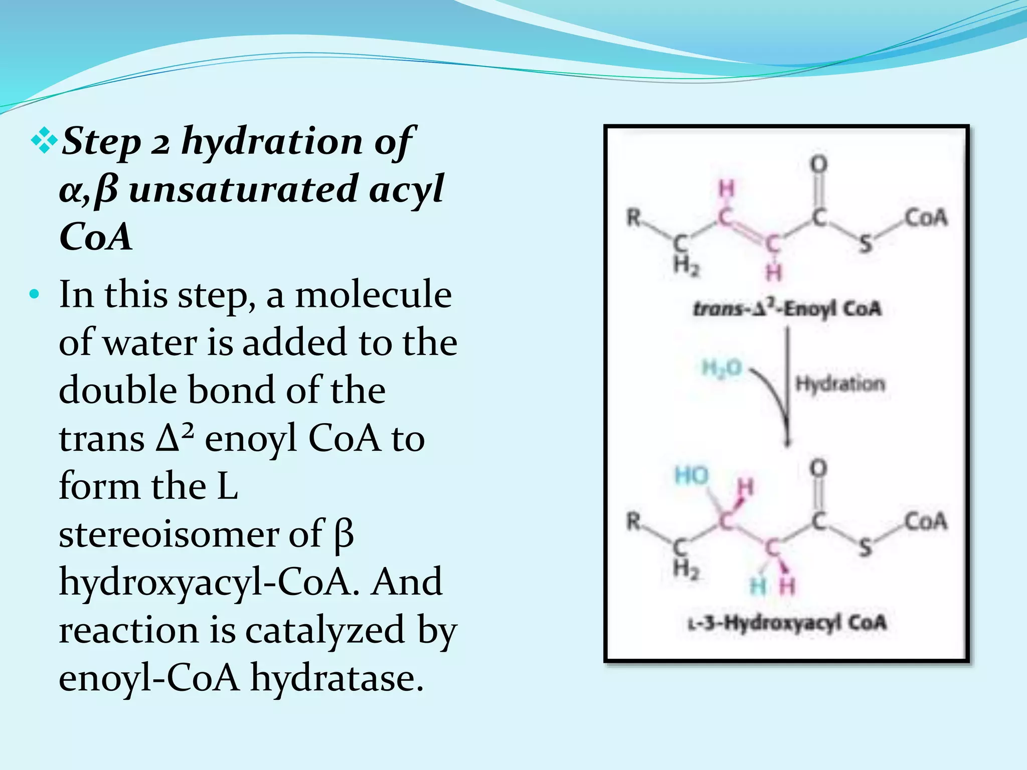Oxidation of fatty acids | PPTX