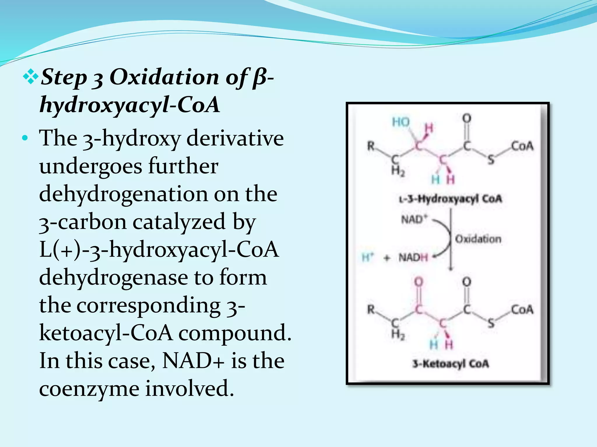 Oxidation of fatty acids | PPTX