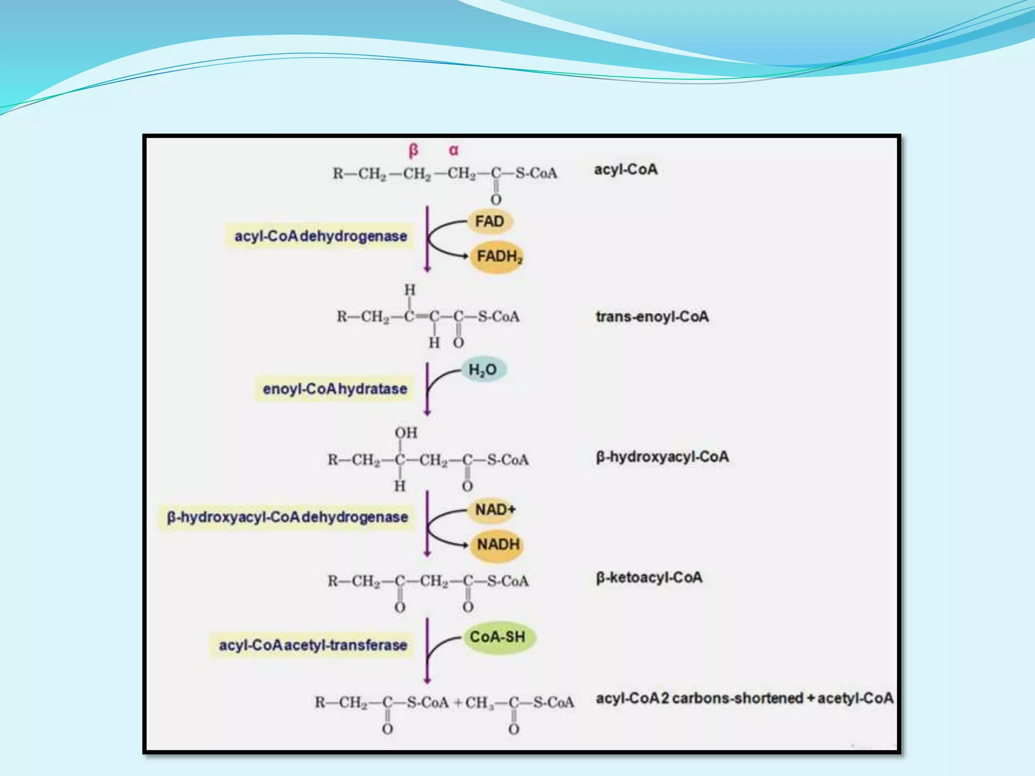 Oxidation of fatty acids | PPTX | Chemistry | Science