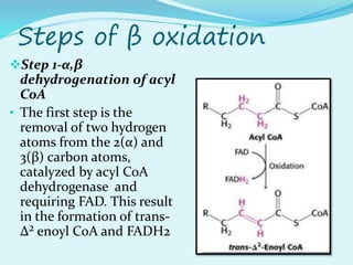 Oxidation of fatty acids | PPTX | Chemistry | Science