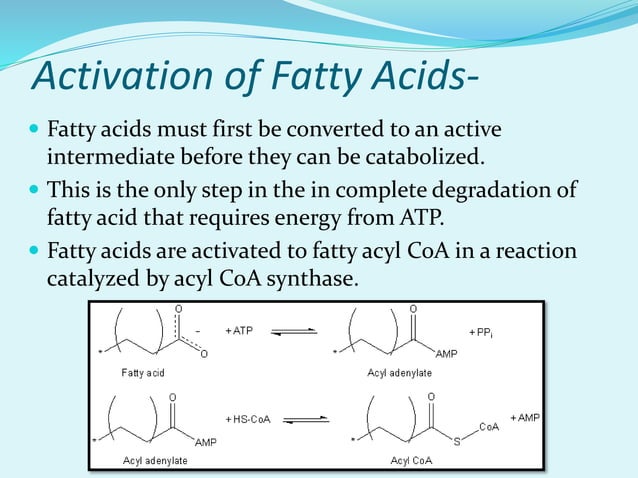 Oxidation of fatty acids | PPTX | Chemistry | Science