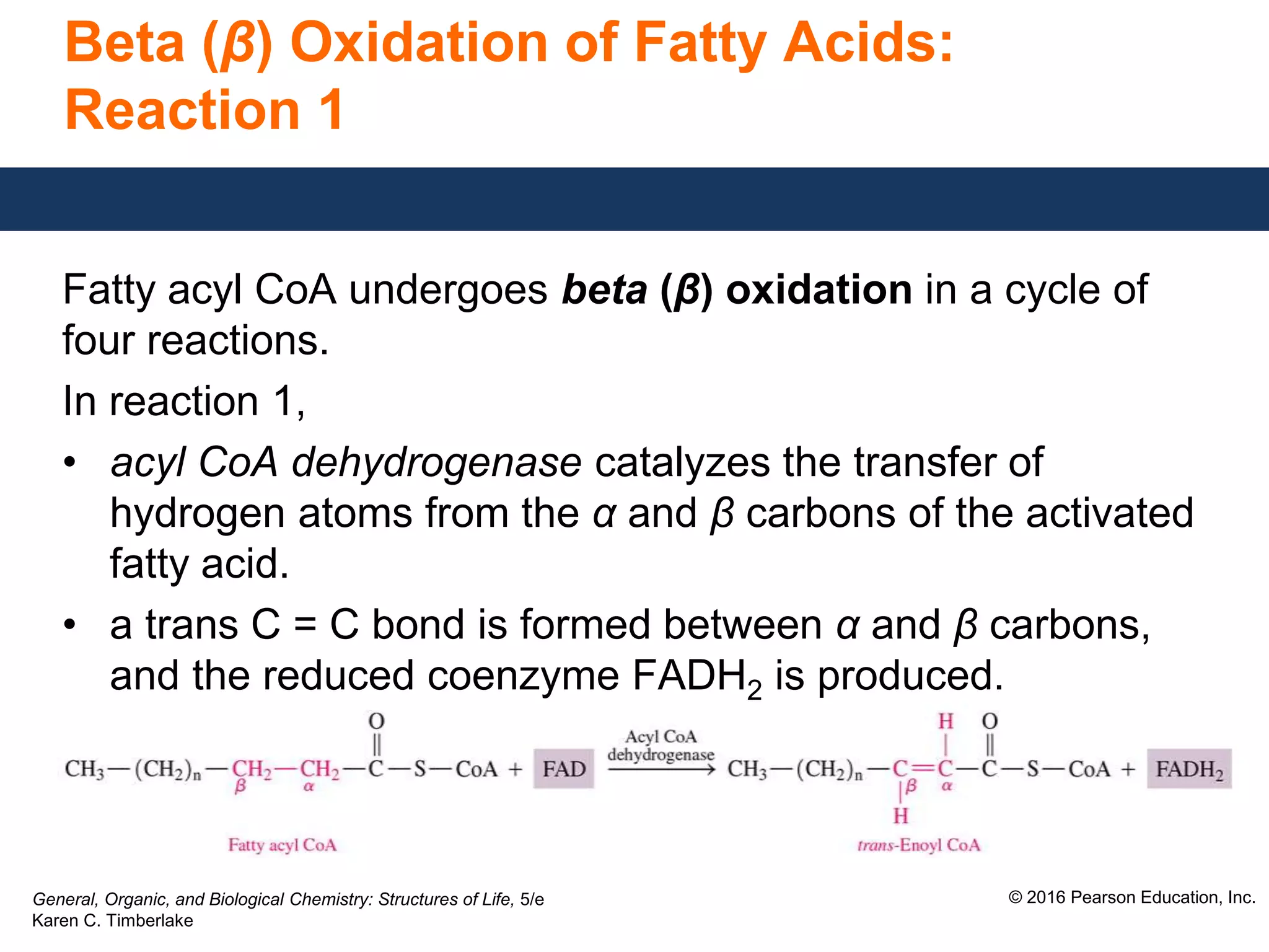 Oxidation of Fatty Acids..pptx