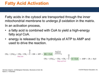 Oxidation of Fatty Acids..pptx