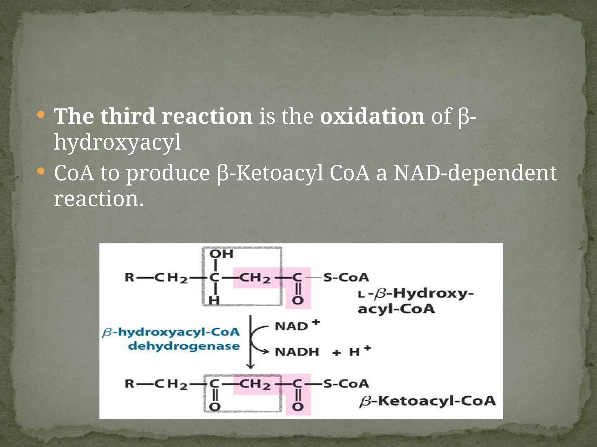 Oxidation of Fatty Acids.pptxbkd shksvisns | PPTX | Endocrine and ...